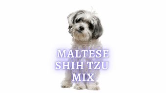 Maltese Shih Tzu Mix: Malshi Personality, Health and Care