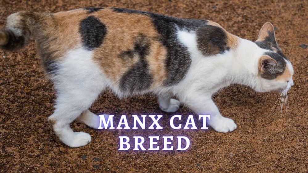 All About the Manx Cat Breed