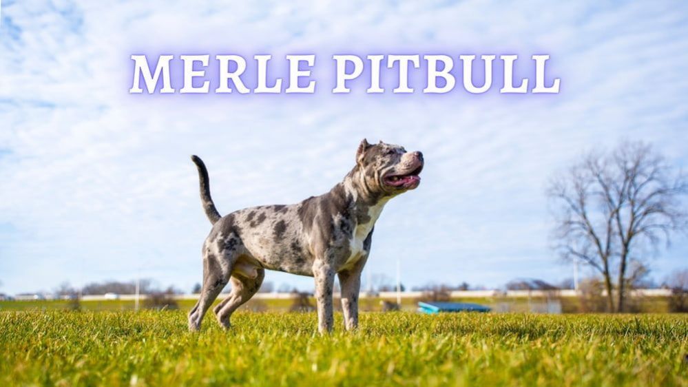 Merle Pitbull: All You Need to Know About Merle Pitbulls