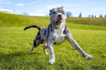 Merle Pitbull: All You Need to Know About Merle Pitbulls