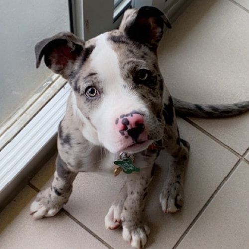 Merle Pitbull: All You Need to Know About Merle Pitbulls