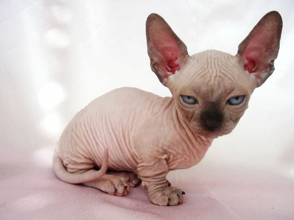 ≡ Small Cat Breeds: TOP-15 Smallest Cat Breeds You Can Own