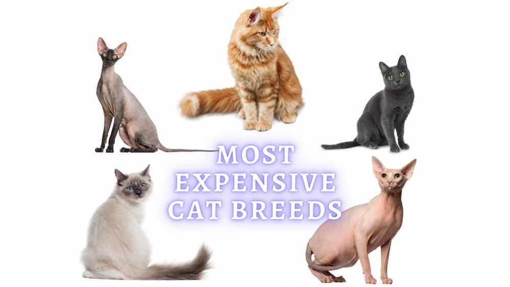 15 Most Expensive Cat Breeds: From the Most Popular to Most Exotic