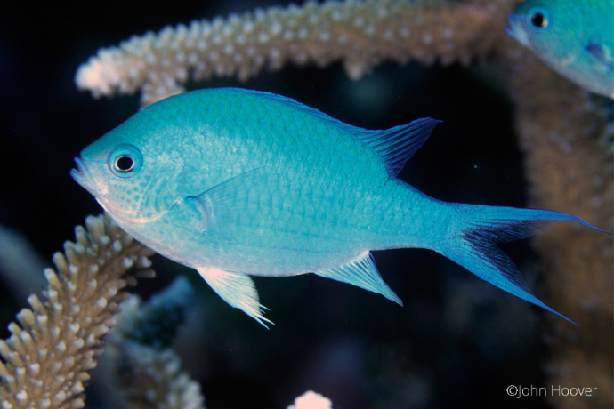 Most Popular Saltwater Aquarium Fish: Beautiful Reef Aquarium Fish