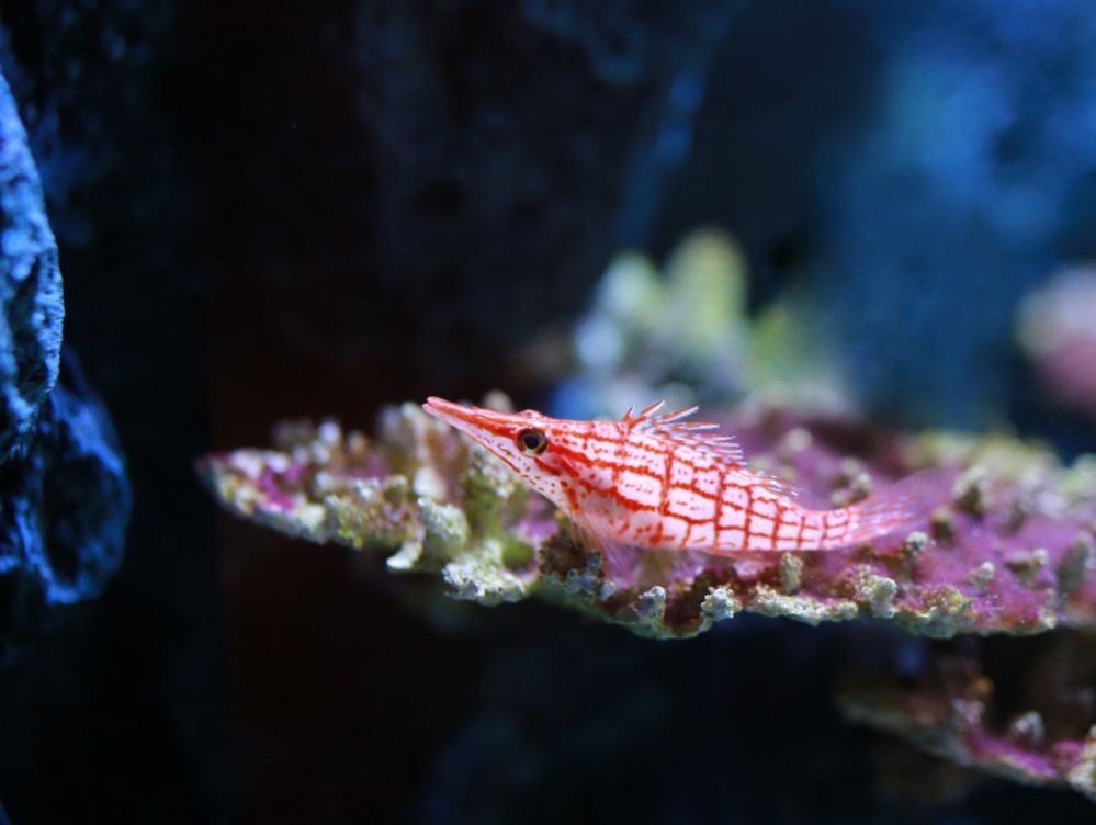 Most Popular Saltwater Aquarium Fish: Beautiful Reef Aquarium Fish