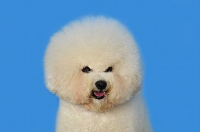 Bichon Frise: Price, Life Expectancy, Health and Care