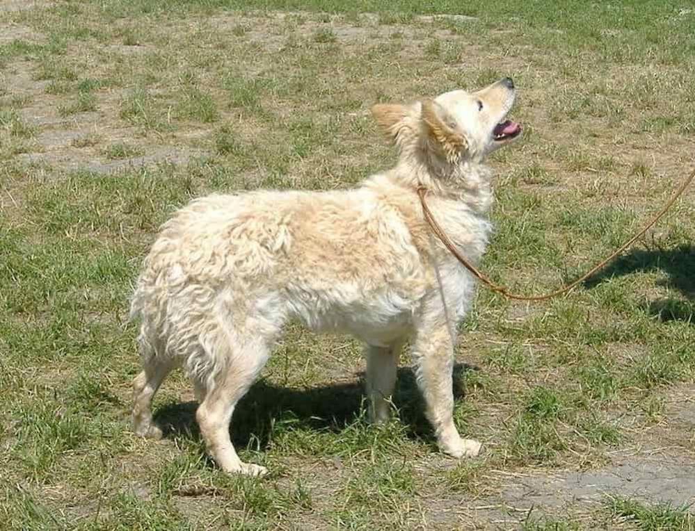 Rare Dog Breeds: 30 Rarest Dog Breed List of All Time