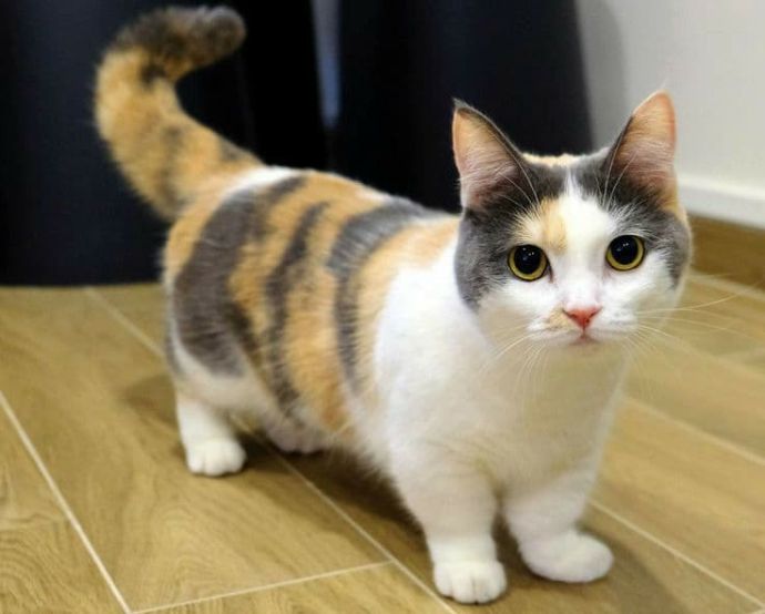 ≡ Small Cat Breeds: TOP-15 Smallest Cat Breeds You Can Own