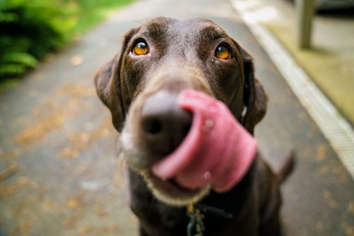 Can You Give a Dog Tums: Can Dogs Have Tums or Pepto Bismol?