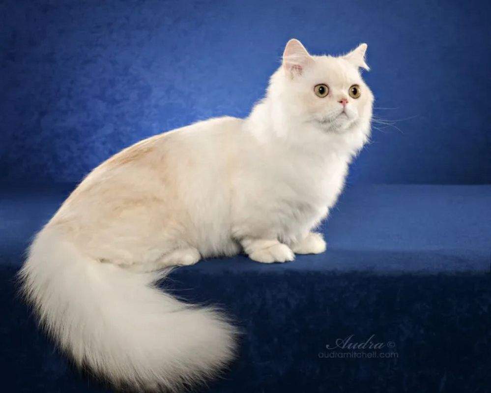 All About Minuet Cat Breed (Napoleon) - ThePets