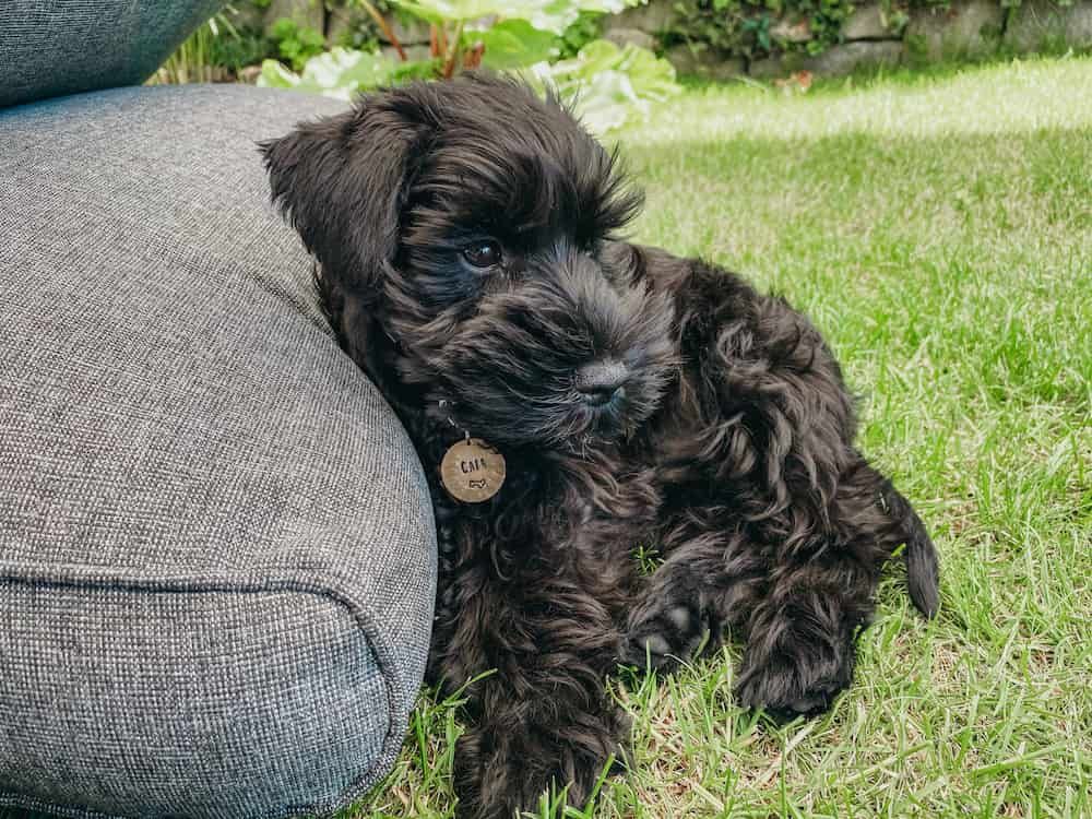 50 Nature Dog Names Nature Inspired Names For Your Dog