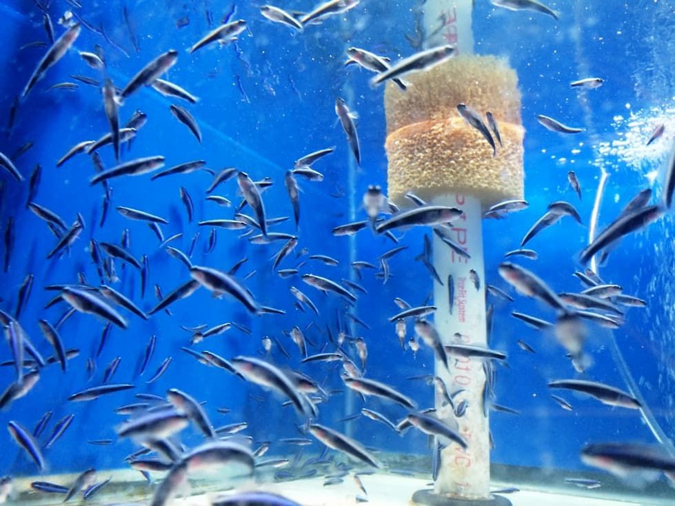 ᐈ Easiest Saltwater Fish to Breed: How to Breed Saltwater Aquarium Fish