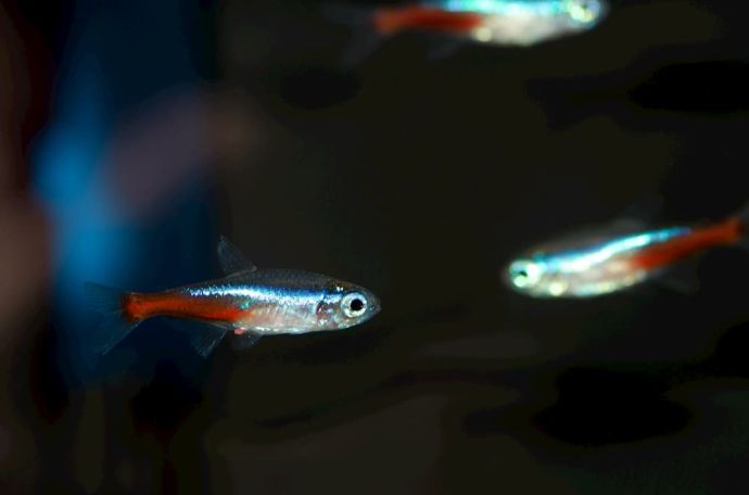 ᐉ Exotic Freshwater Fish: Types of Most Exotic Freshwater Aquarium Fish