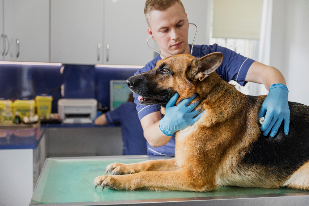 Pros And Cons Of Neutering A Male Dog Best Age To Neuter A Dog Pros And Cons Of Neutering A Male Dog Best Age To Neuter A Dog
