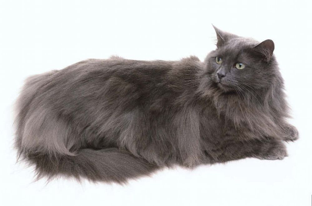 Gray Cat Breeds: 16 Gray Cat Breeds That Will Win Your Heart!