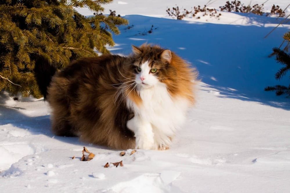 Rare Cat Breeds: 15 Exotic Rare Breeds