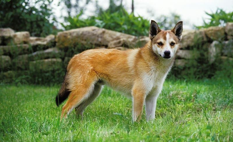 Rare Dog Breeds: 30 Rarest Dog Breed List of All Time