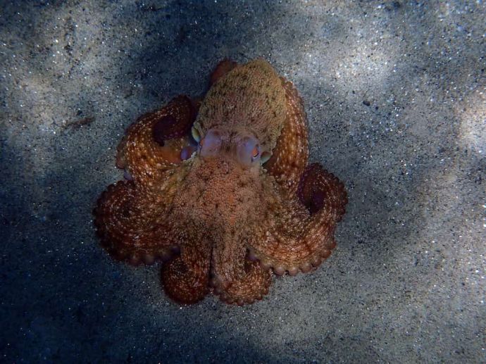 Pet Octopus: Things To Know Before Getting an Octopus as a Pet