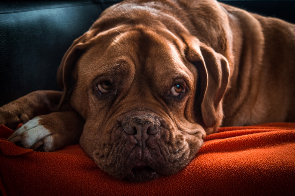 My Dog is Getting Old : Signs and Health Conditions of Aging in Dogs