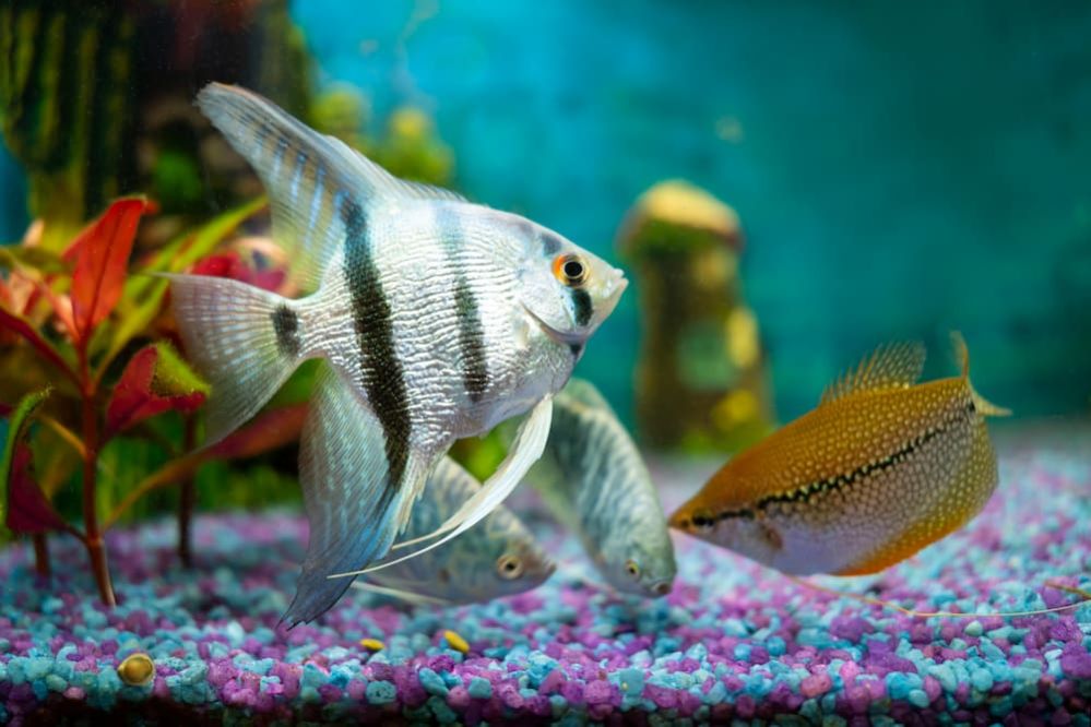 Types Of Angelfish: Angelfish Types You Should Know About - ThePets
