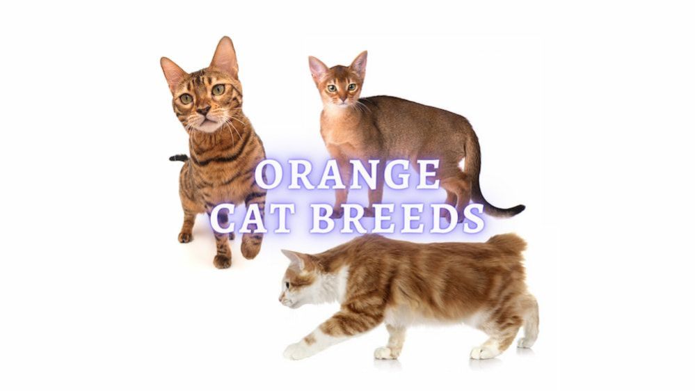 Orange Cat Breeds: TOP-17 Cat Breeds with Orange Coat Color