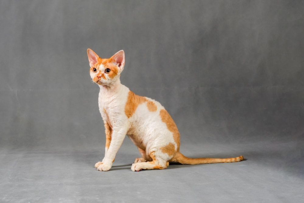 Orange Cat Breeds: TOP-17 Cat Breeds with Orange Coat Color