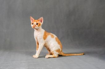 Orange Cat Breeds: TOP-17 Cat Breeds with Orange Coat Color
