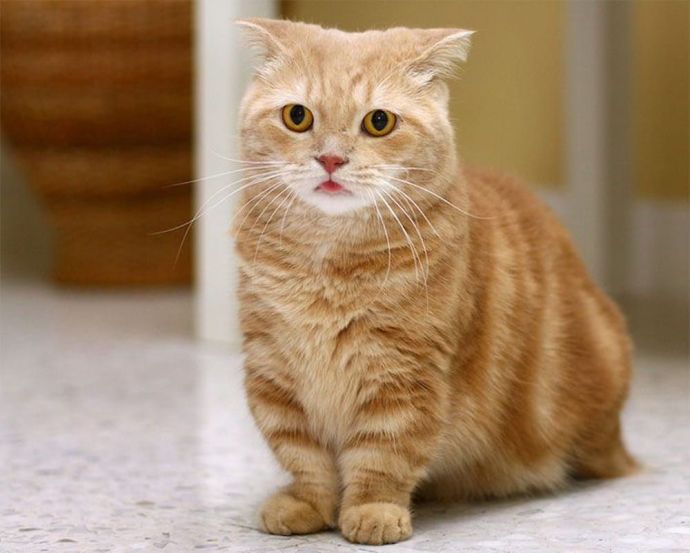 Munchkin Cat Breed Profile 🐾 ThePets