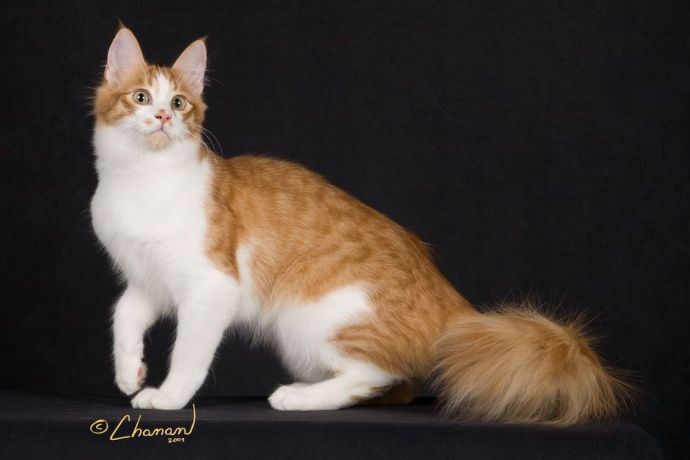 Orange Cat Breeds: TOP-17 Cat Breeds with Orange Coat Color