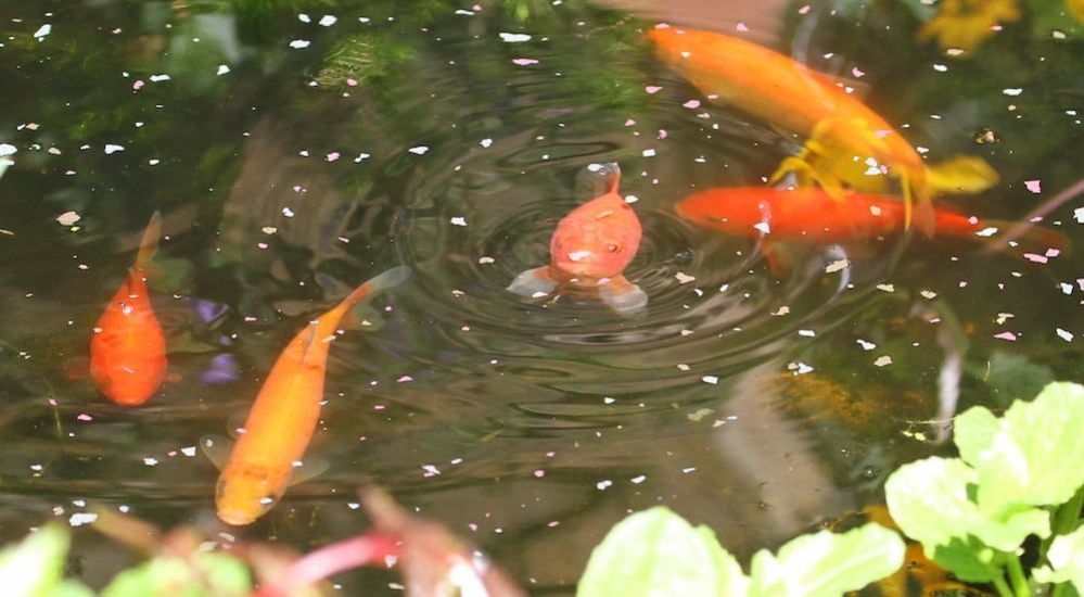 Best Fish for Outdoor Ponds: 15 Best Pond Fish