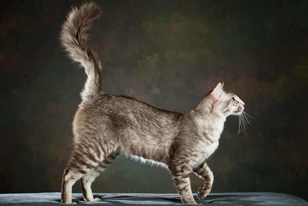 Oriental Longhair: Care, Personality and History of the Breed
