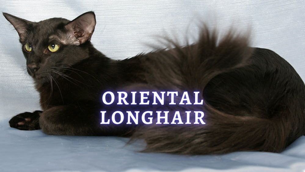 Oriental Longhair: Care, Personality and History of the Breed