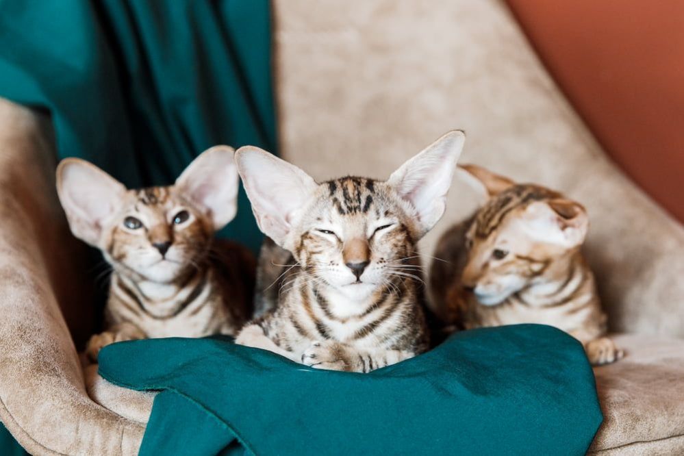 Oriental Shorthair Cat: Care, Personality and History of the Breed