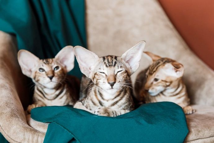 Oriental Shorthair Cat: Care, Personality and History of the Breed