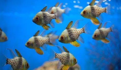 Saltwater Fish for Beginners: 15 Best Starter Fish for Saltwater Aquarium
