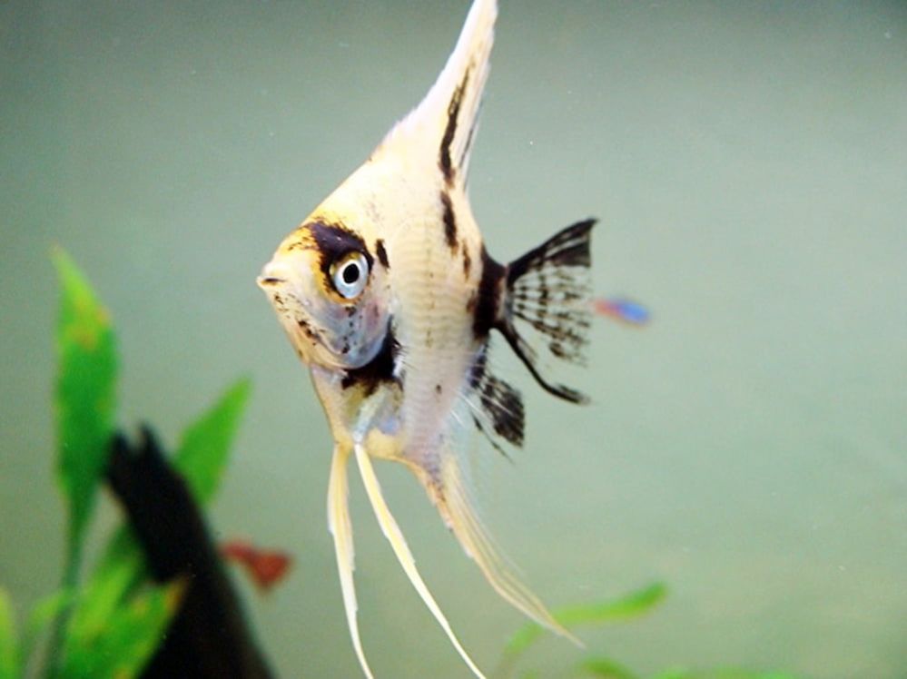 Types Of Angelfish: Angelfish Types You Should Know About - ThePets