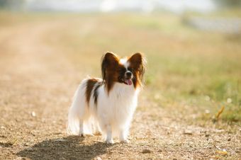 Smartest Dog Breeds: 10 Most Trainable and Intelligent Dogs