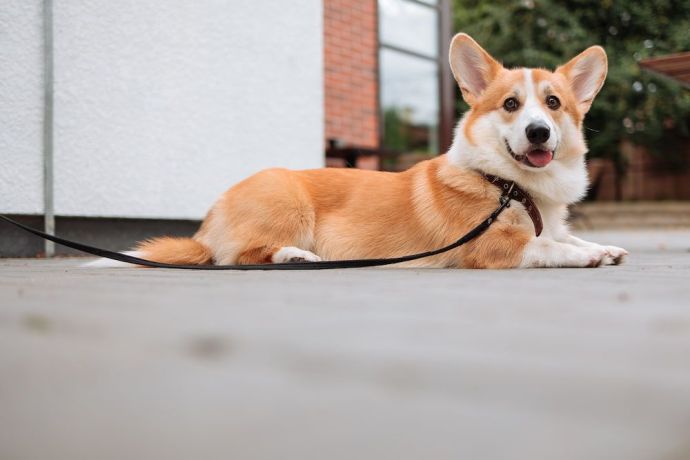 Corgi Breeds: Cardigan Welsh Corgis vs Pembroke
