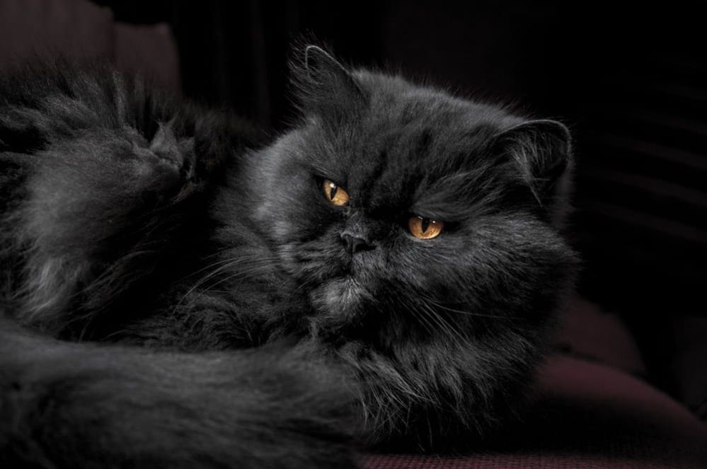 Gray Cat Breeds: 16 Gray Cat Breeds That Will Win Your Heart!