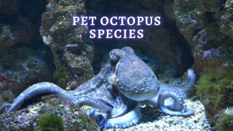 Pet Octopus: Things To Know Before Getting an Octopus as a Pet