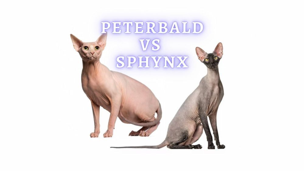 Peterbald vs Sphynx: Is a Peterbald a Sphynx?