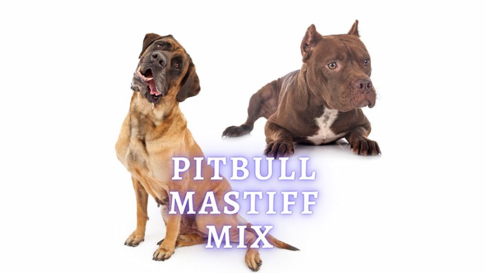 Pitbull Mastiff Mix Breed Overview: All You Need To Know About Pit Mastiff