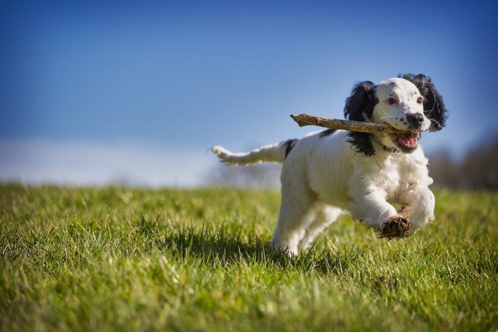 Outdoor Activities and Games with Dogs: How to play with a Dog outside