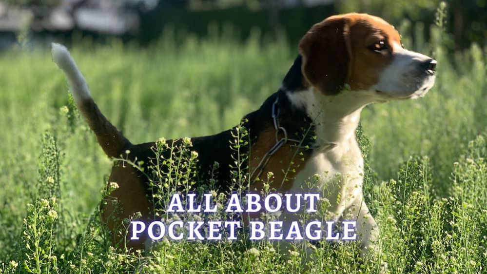 Pocket Beagle Dog Breed Information: Size, Cost, Breeders and Adoption