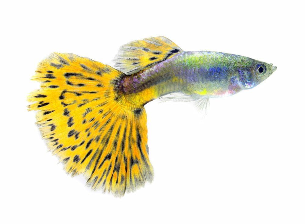 Guppy Fish Types by by Tail Shape, Colors and Patterns