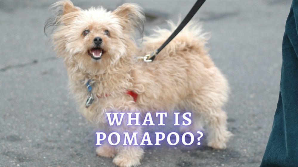Pomapoo: Pomeranian Poodle Mix Breed Profile