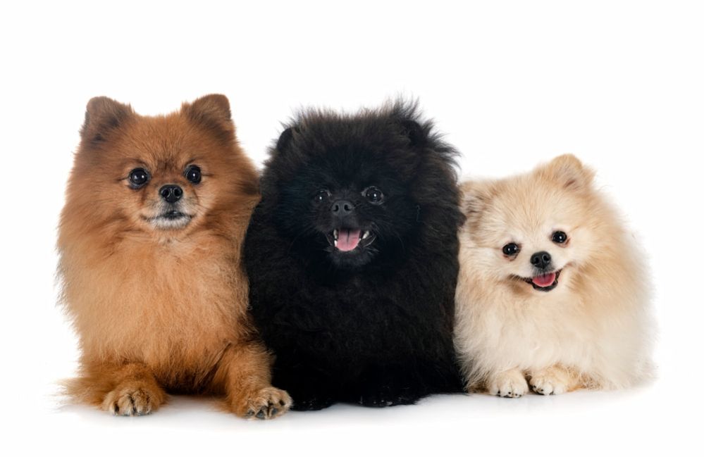 Pomapoo: Pomeranian Poodle Mix Breed Profile