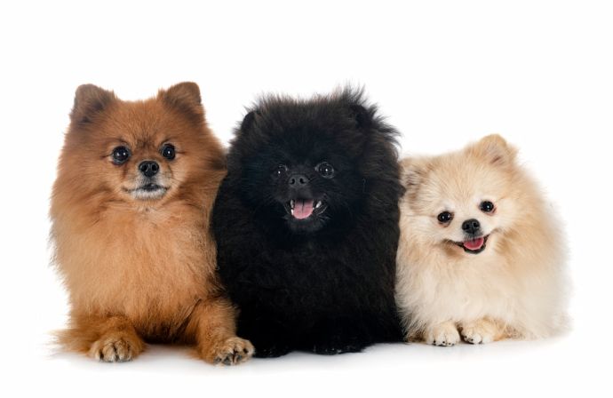 Pomapoo: Pomeranian Poodle Mix Breed Profile