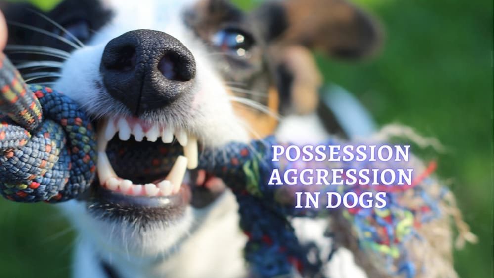 ᐉ Possessive Aggression in Dogs: How to stop Dog Toy Aggression