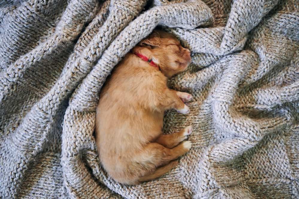 What Do Dog Sleep Positions Mean? (With Photos)